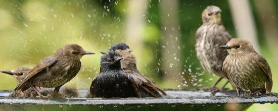 Wild Bird Care – Fitzgeralds Homevalue Dingle